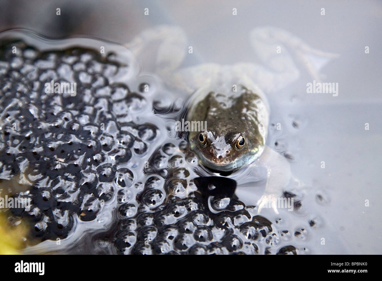 Frog with frogspawn Stock Photo - Alamy