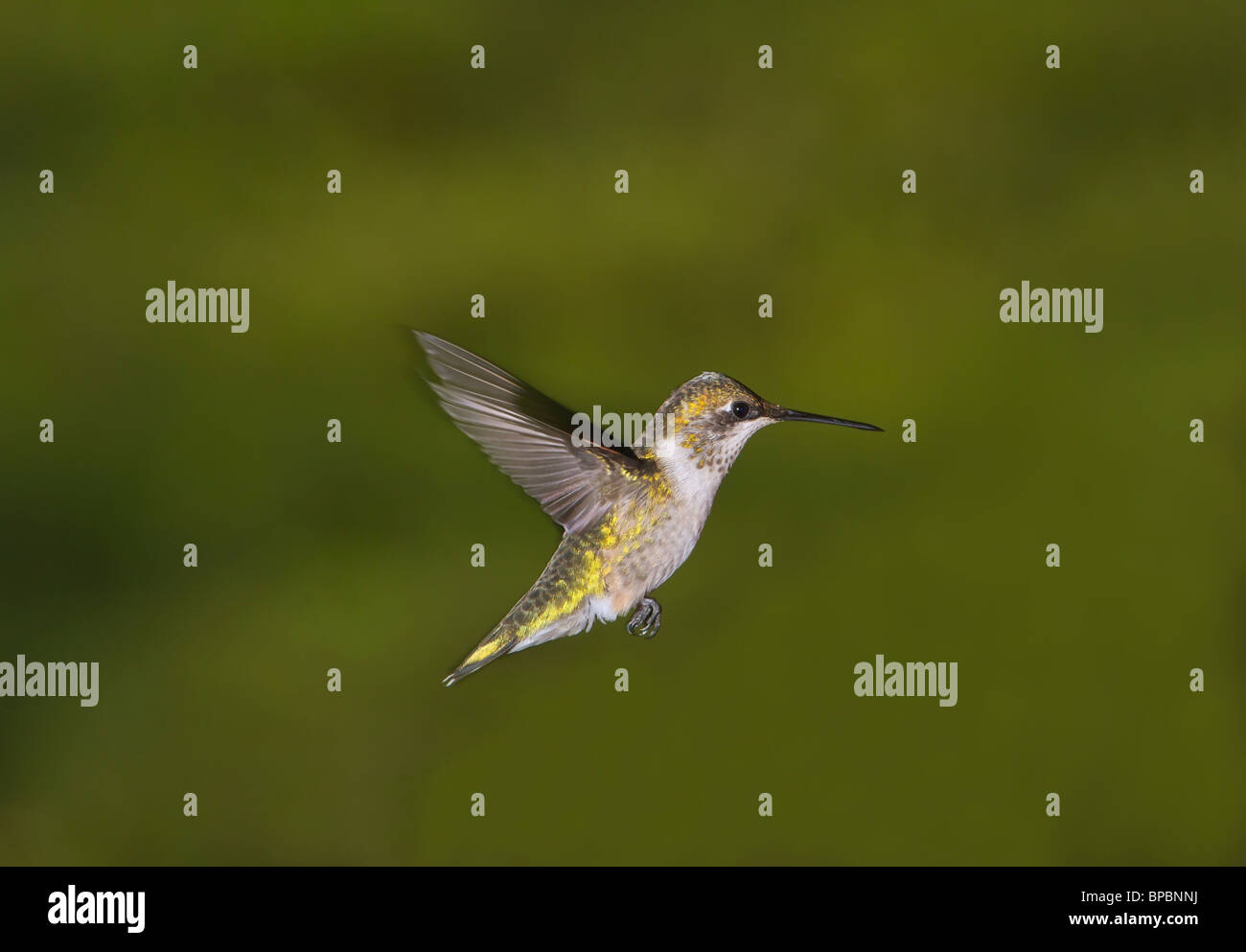 Flying female of ruby-throated hummingbird Stock Photo - Alamy