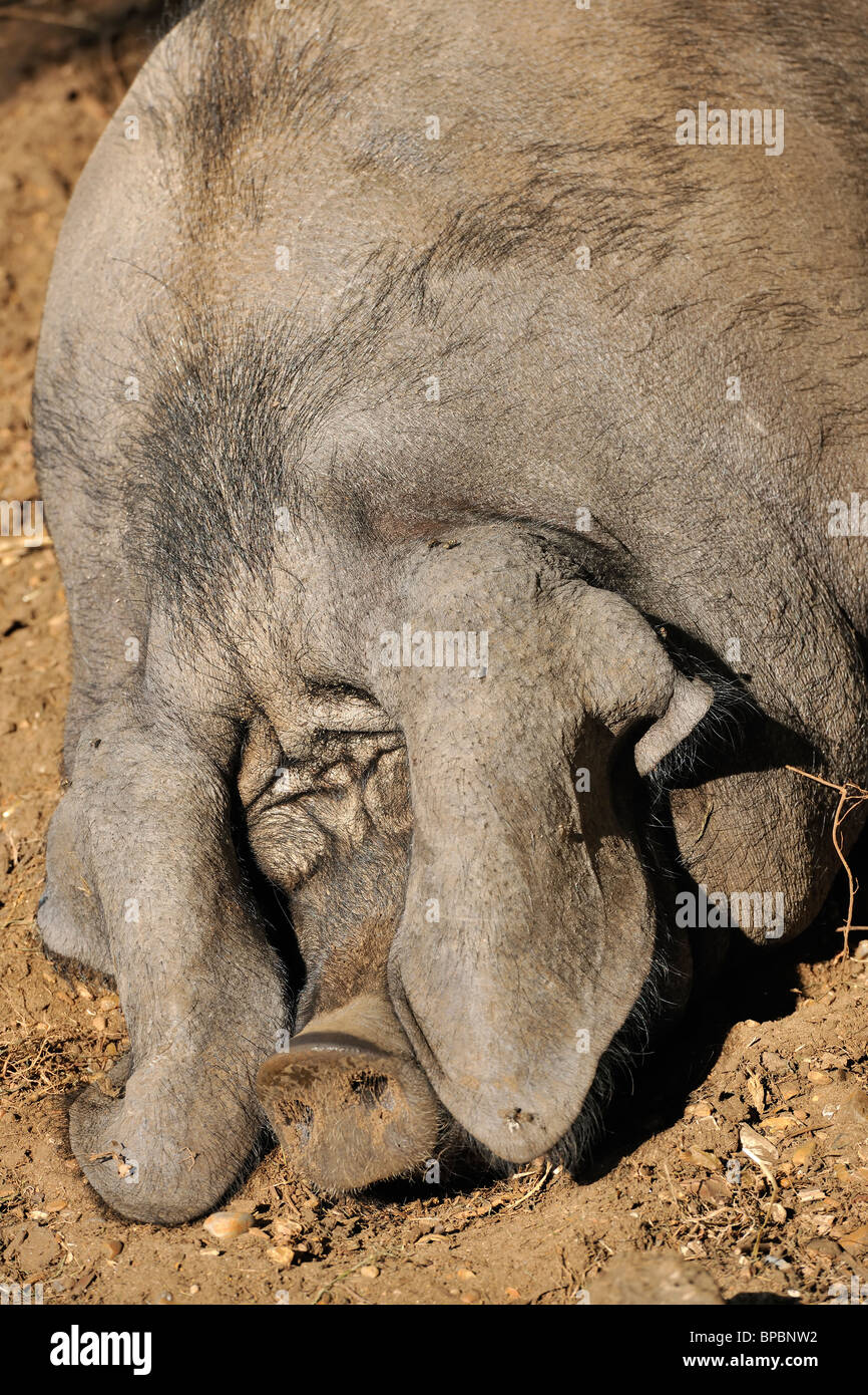 Pig rear hi-res stock photography and images - Alamy