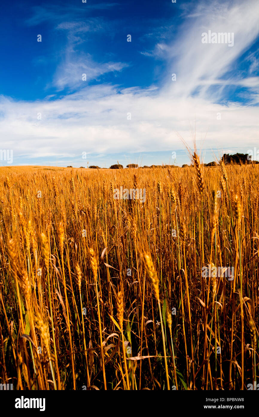 Yellow wheat field with a great blue sky and clouds Stock Photo - Alamy
