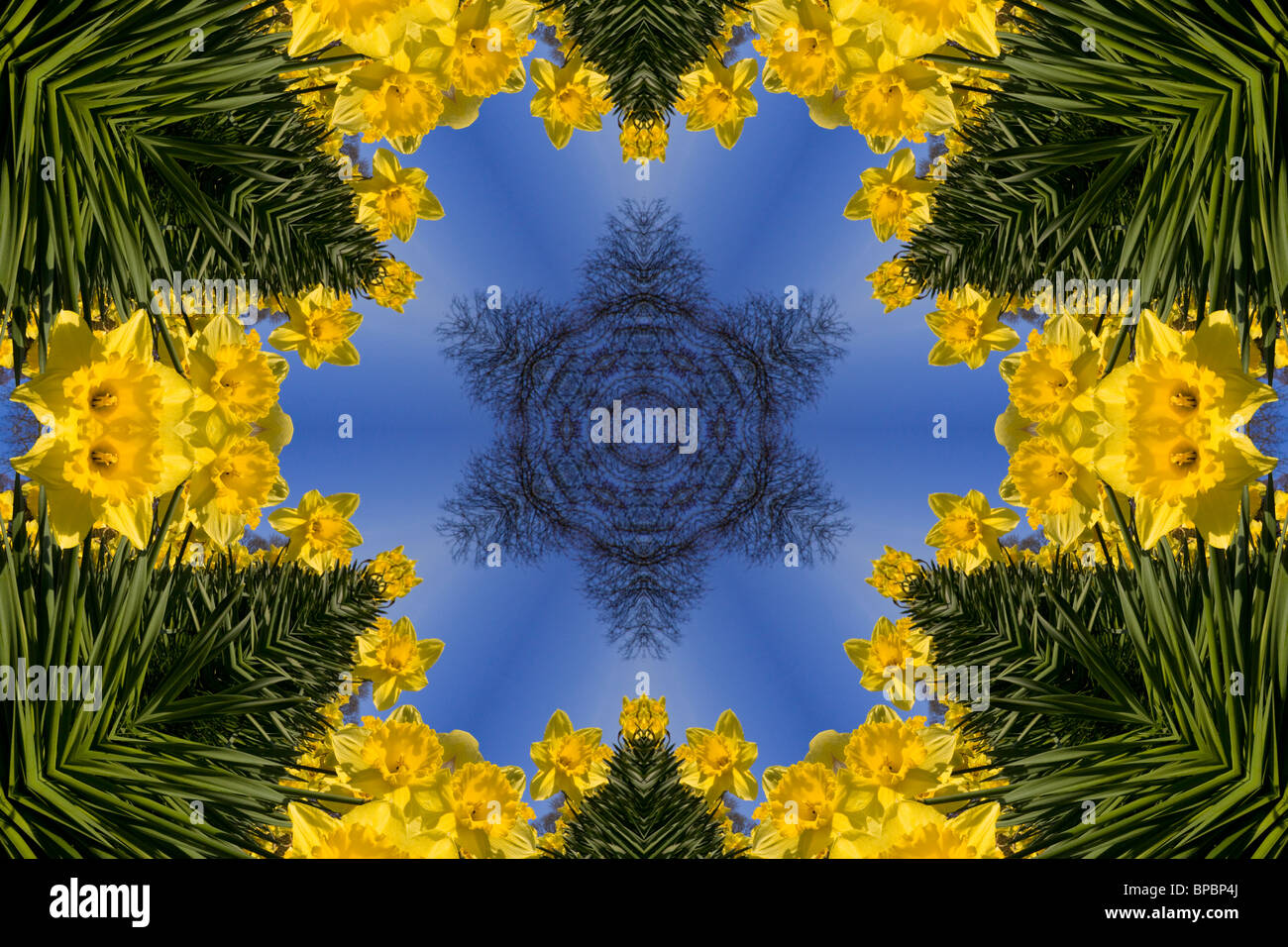Daffodil pattern flower design Stock Photo - Alamy