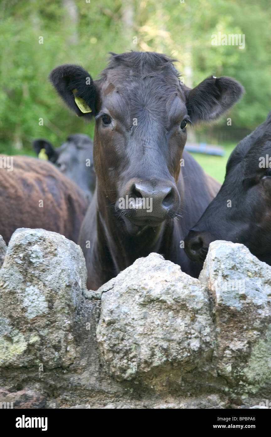Cow looking over granite wall, Dartmoor, Devon Stock Photo - Alamy