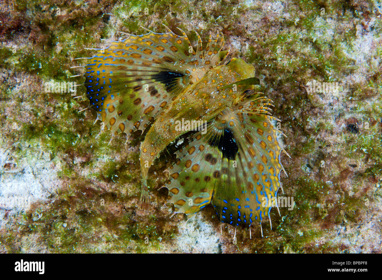 Oriental flying gurnard hi-res stock photography and images - Alamy