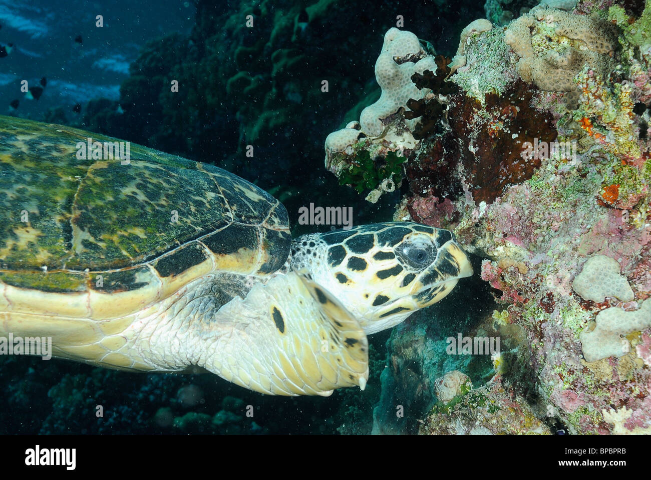 Worlds largest hard shelled turtle hi-res stock photography and images ...