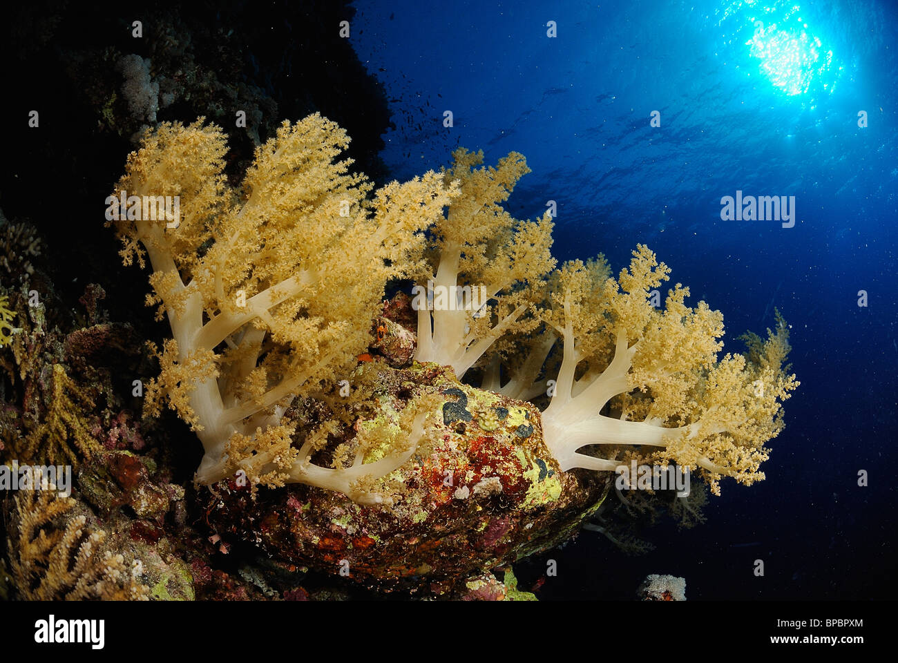 Big coral colony hi-res stock photography and images - Alamy