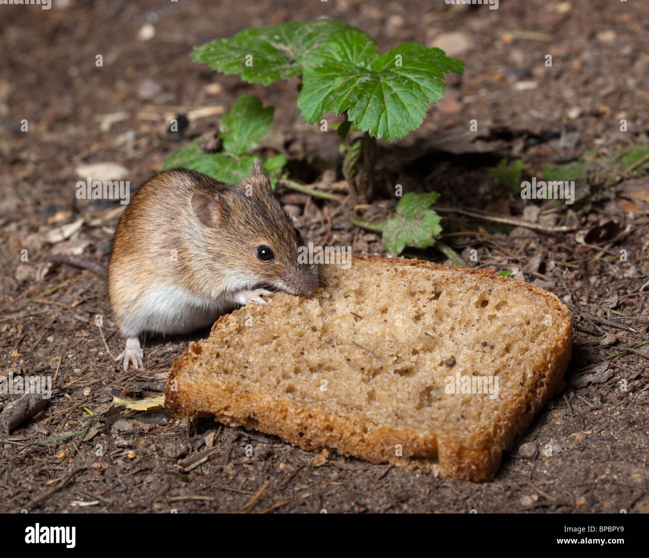 Mouse eats bread hi-res stock photography and images - Alamy