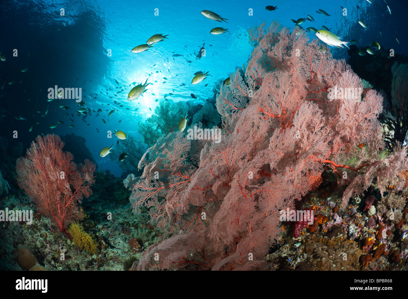 Large sea fans surrounded by a school of damselfish, Misool, West Papua ...