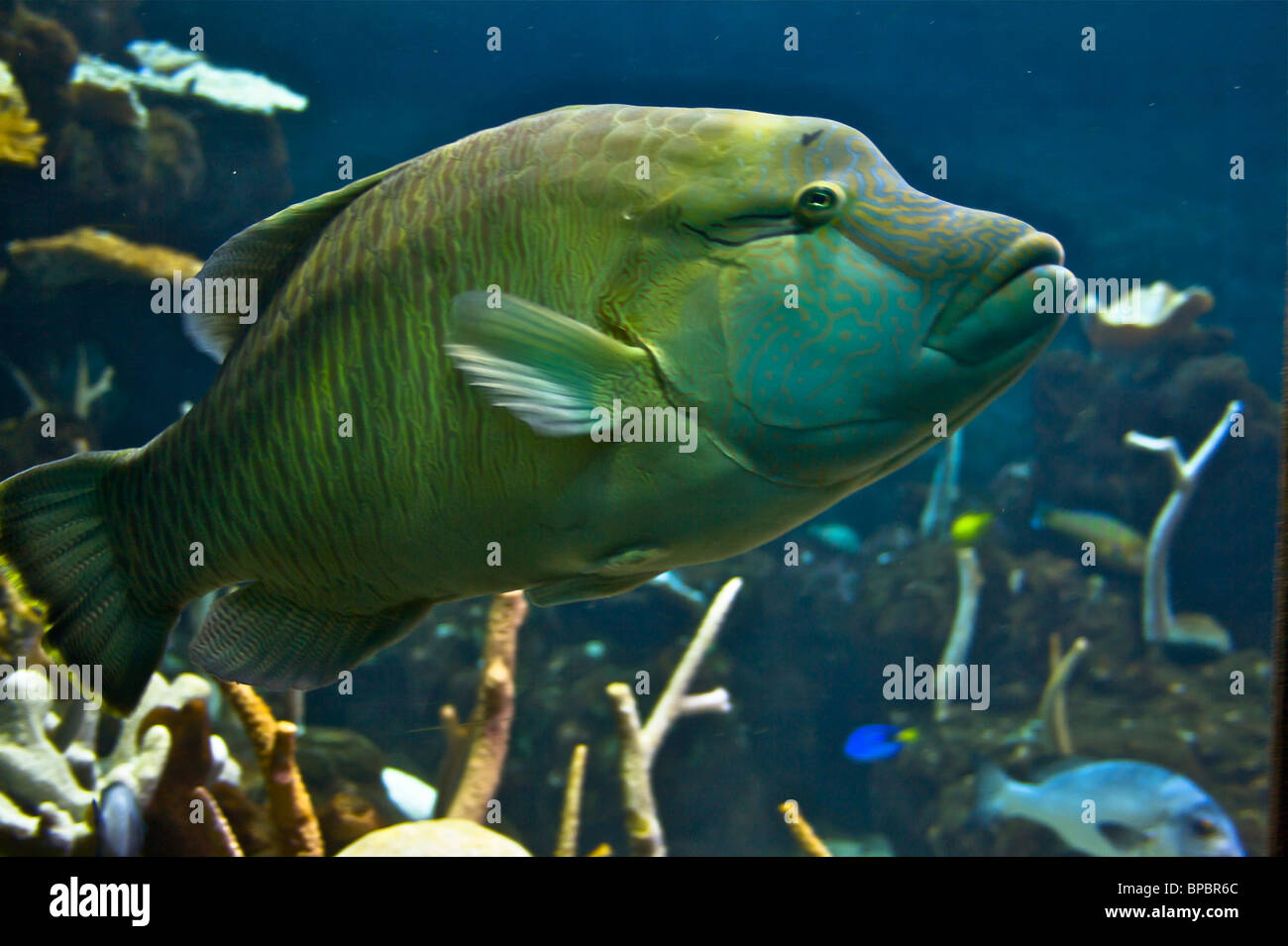 The big fish -the one the got away Stock Photo - Alamy