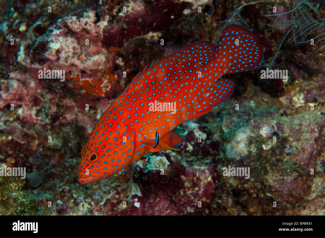 A grouper being cleaned by a blue streak cleaner wrasse, Misool, West ...