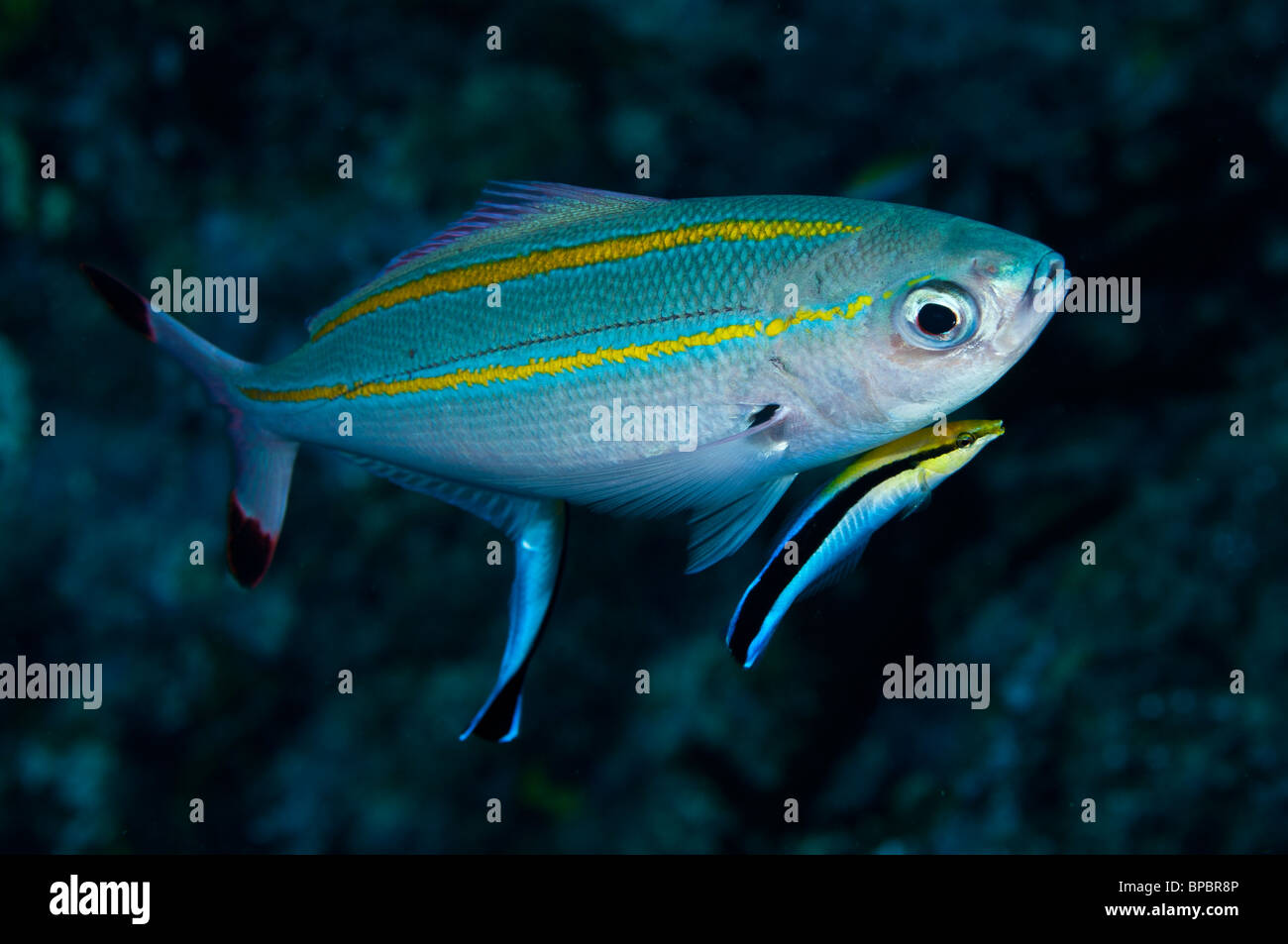 Blue fusilier hi-res stock photography and images - Alamy