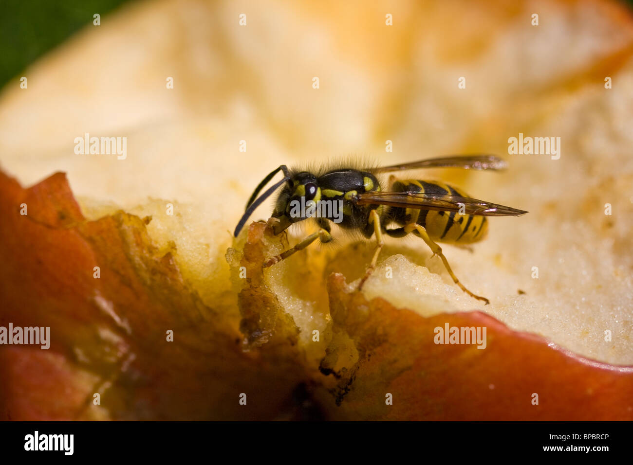 Aggressive wasps hi-res stock photography and images - Alamy