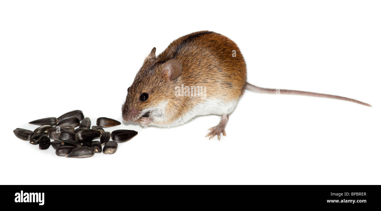 White mouse field hi-res stock photography and images - Alamy