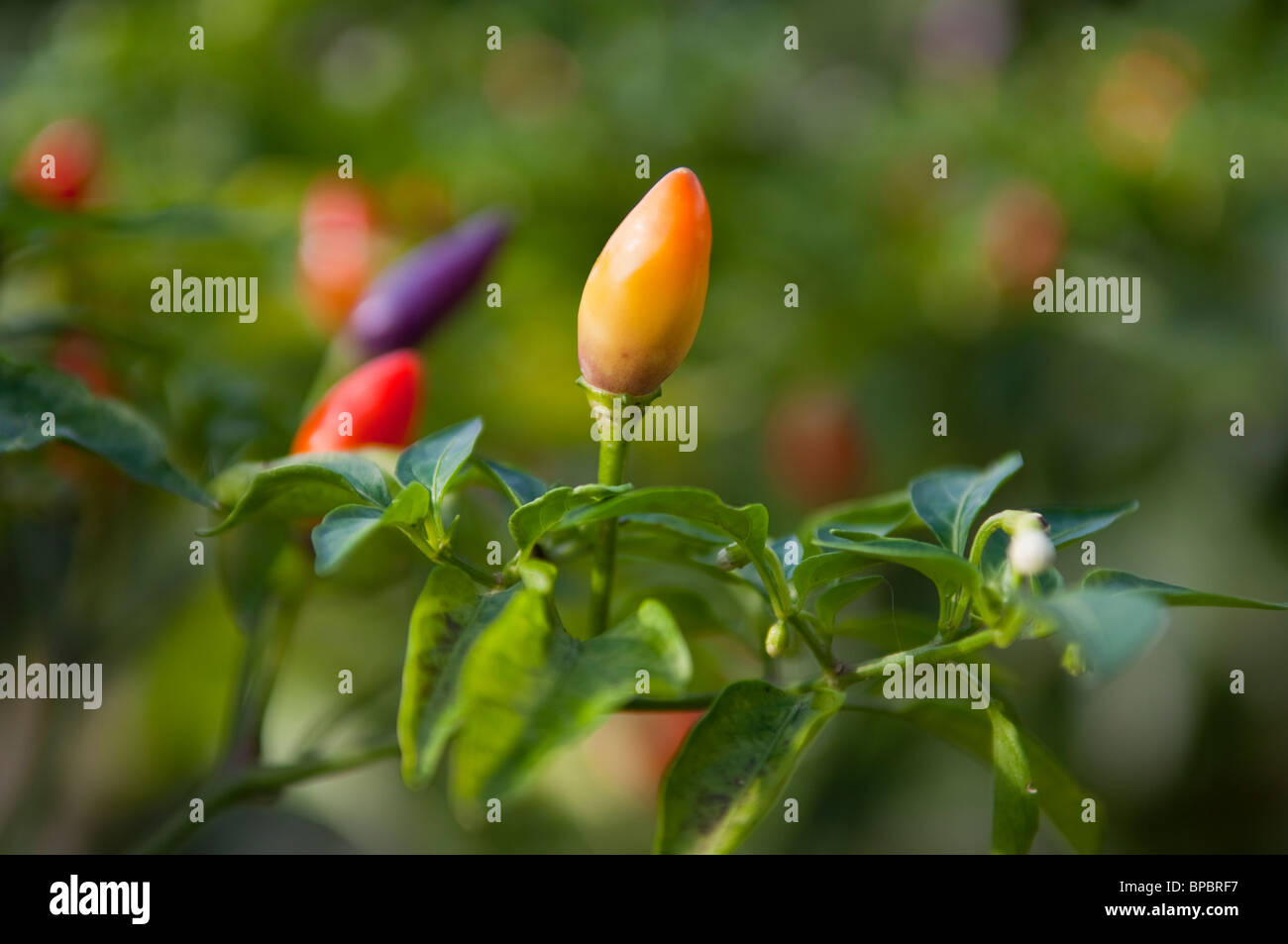 Chilii (Capsicum) plants showing young fruit Stock Photo - Alamy
