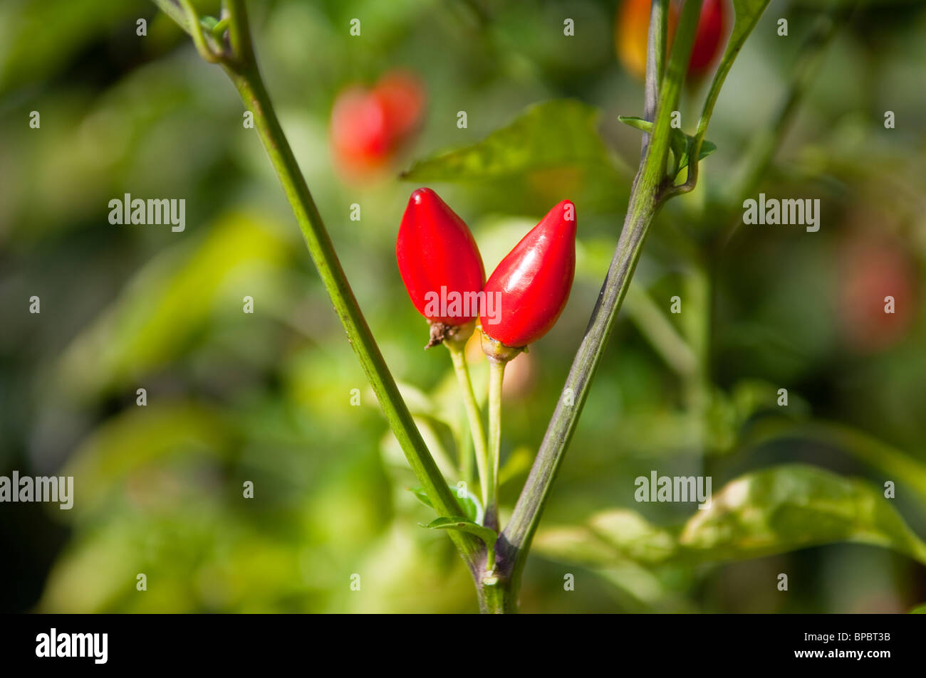 Chilii (Capsicum) plants showing young fruit Stock Photo - Alamy
