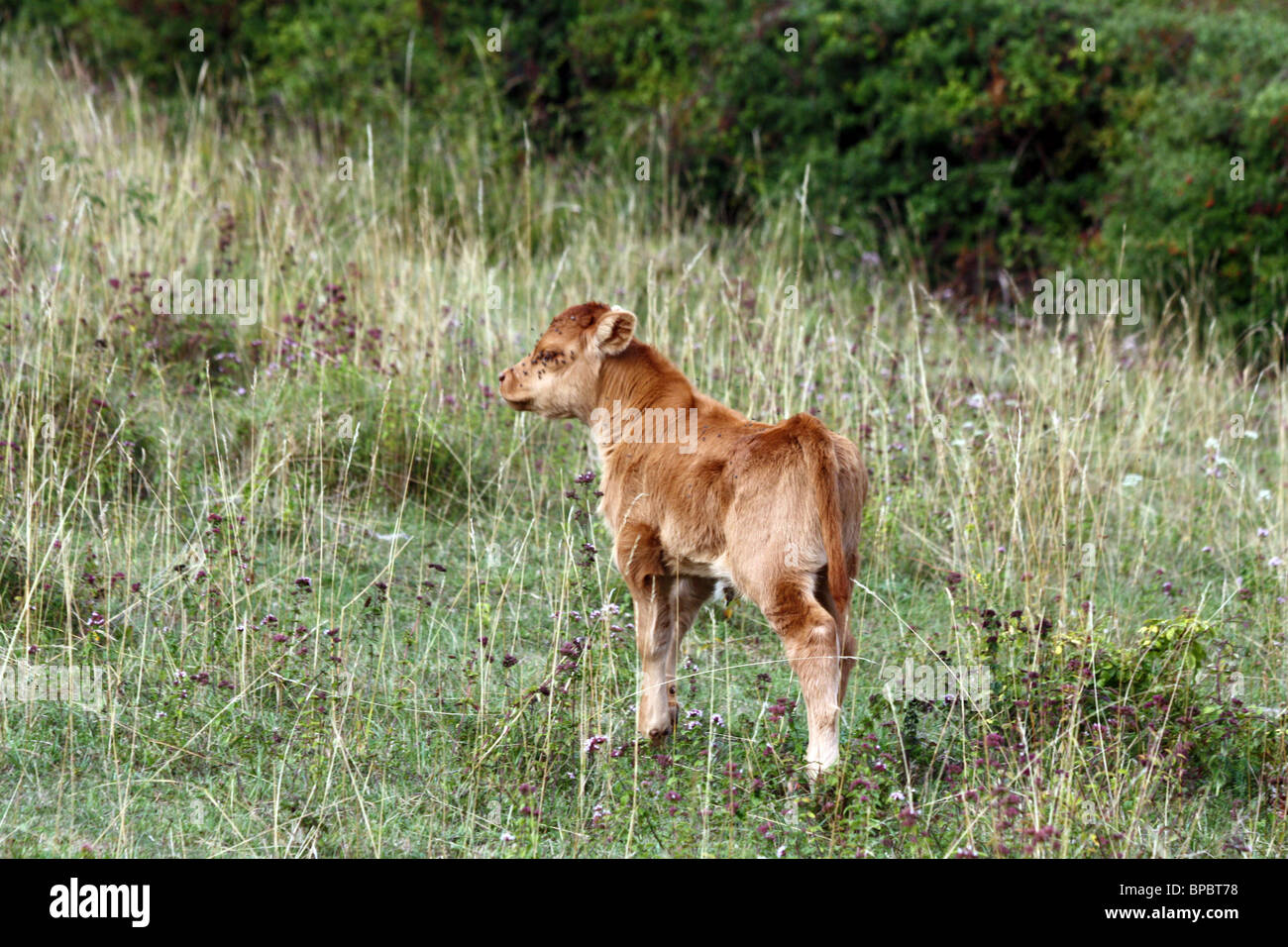 Calf in the grass hi-res stock photography and images - Alamy