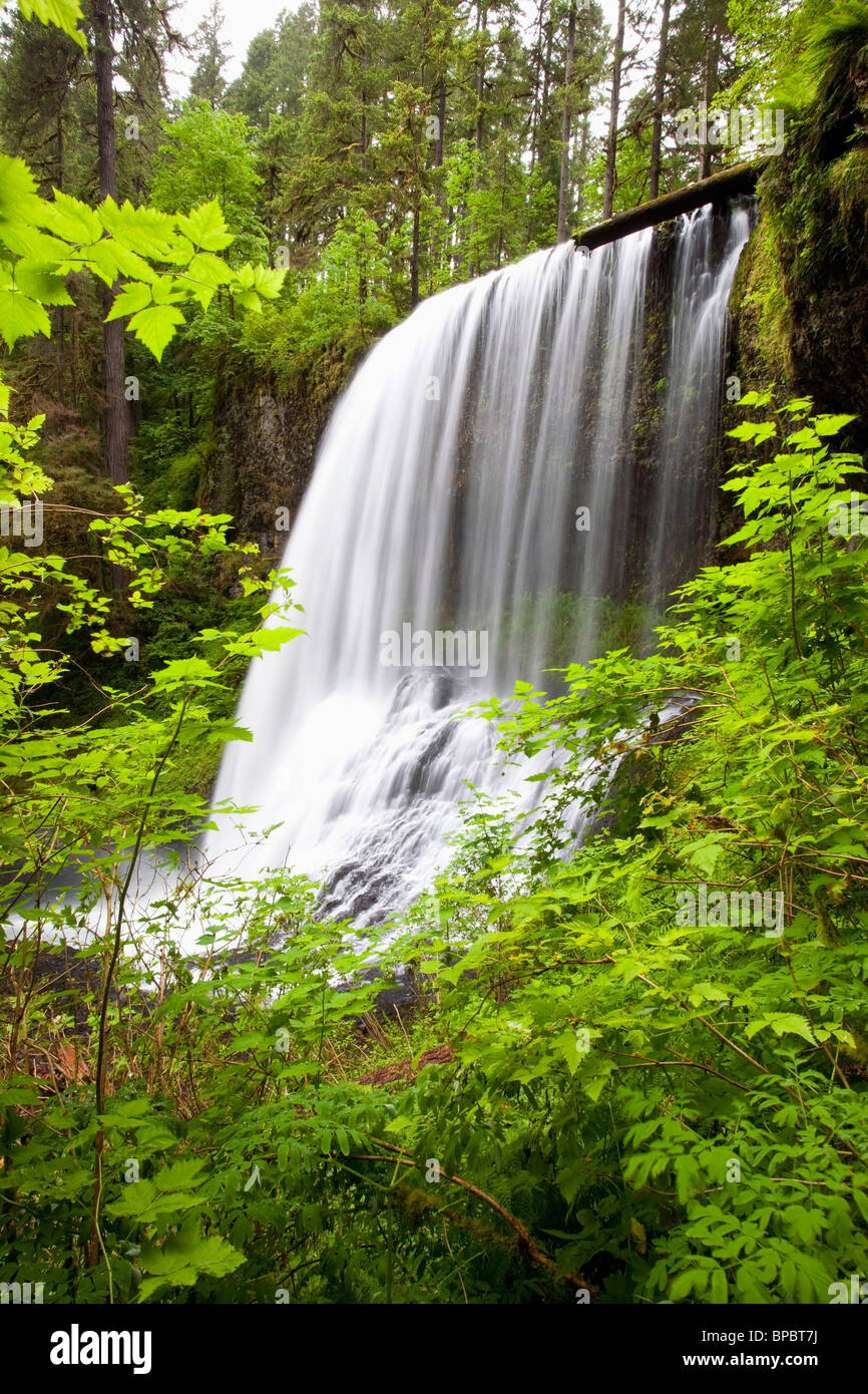 oregon, united states of america; north middle falls in silver falls ...