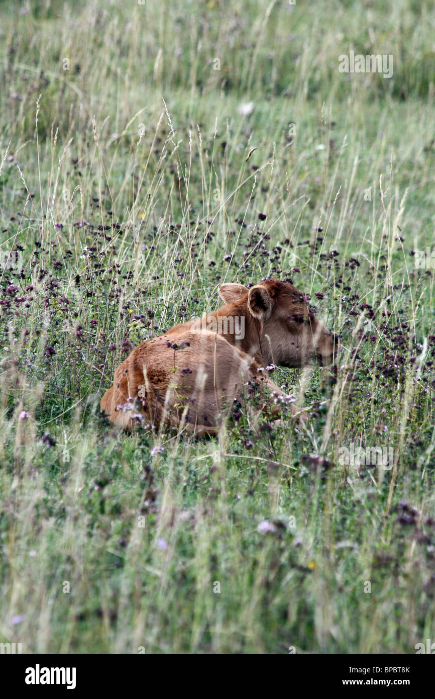 Calf in the grass hi-res stock photography and images - Alamy