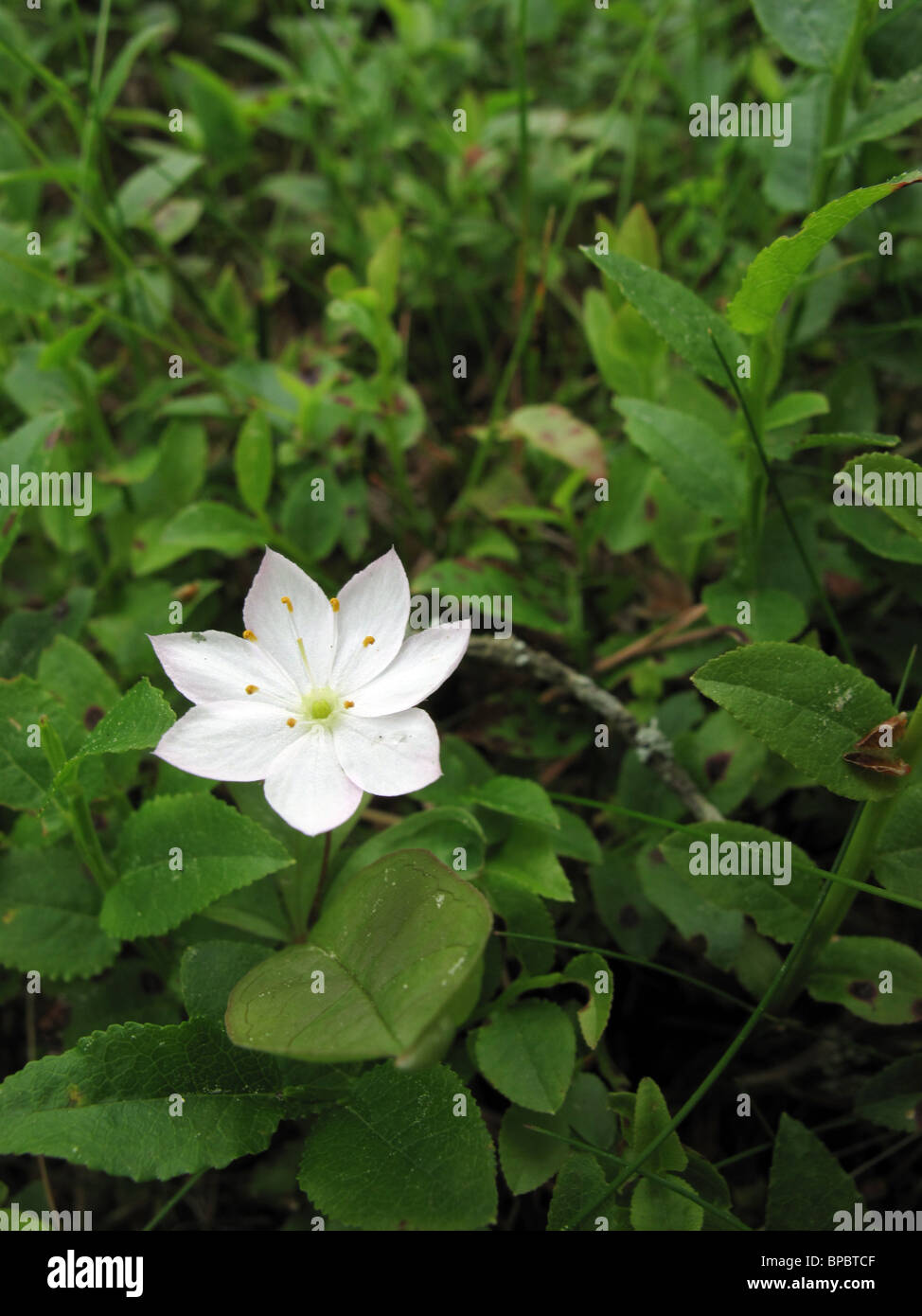 Nemerosa High Resolution Stock Photography and Images - Alamy