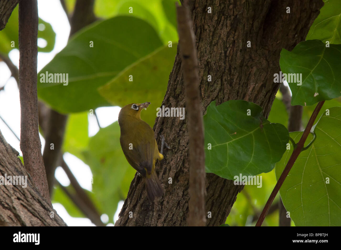 Lemon-bellied White-eye (Zosterops chloris Stock Photo - Alamy