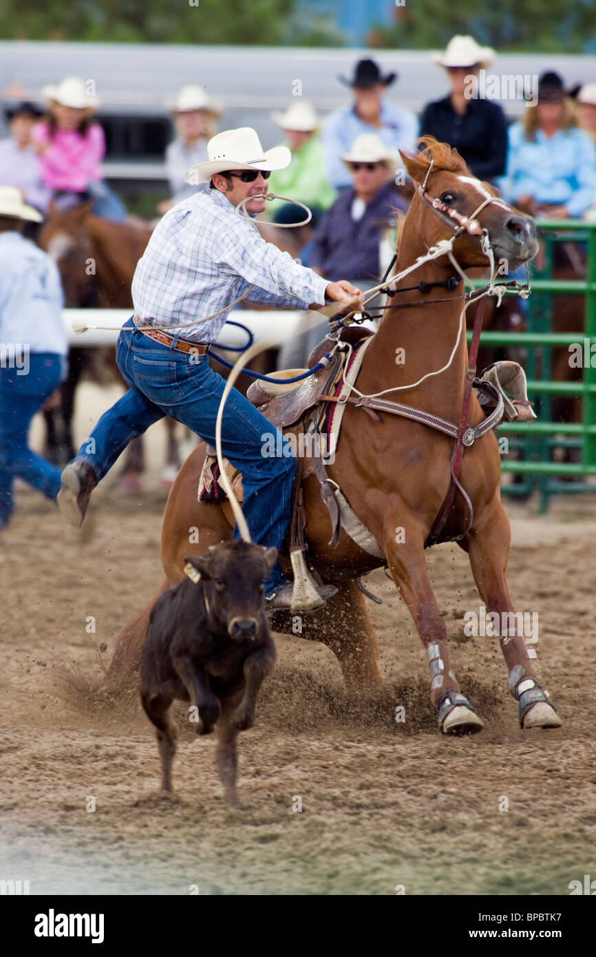 Cowboy on horseback competes in the tie-down roping event, Chaffee ...