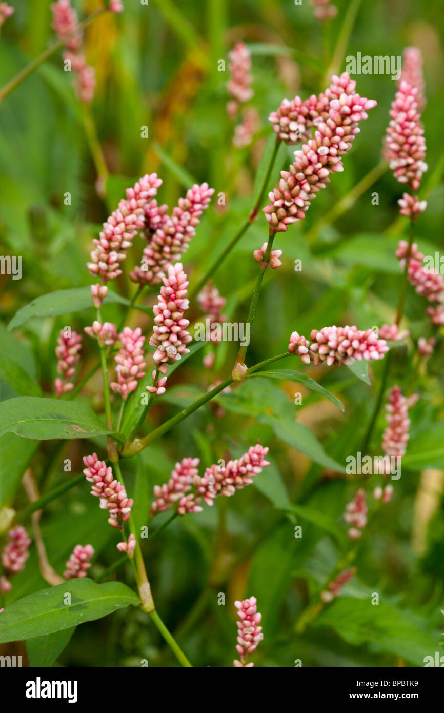 Redshank wildflower hi-res stock photography and images - Alamy