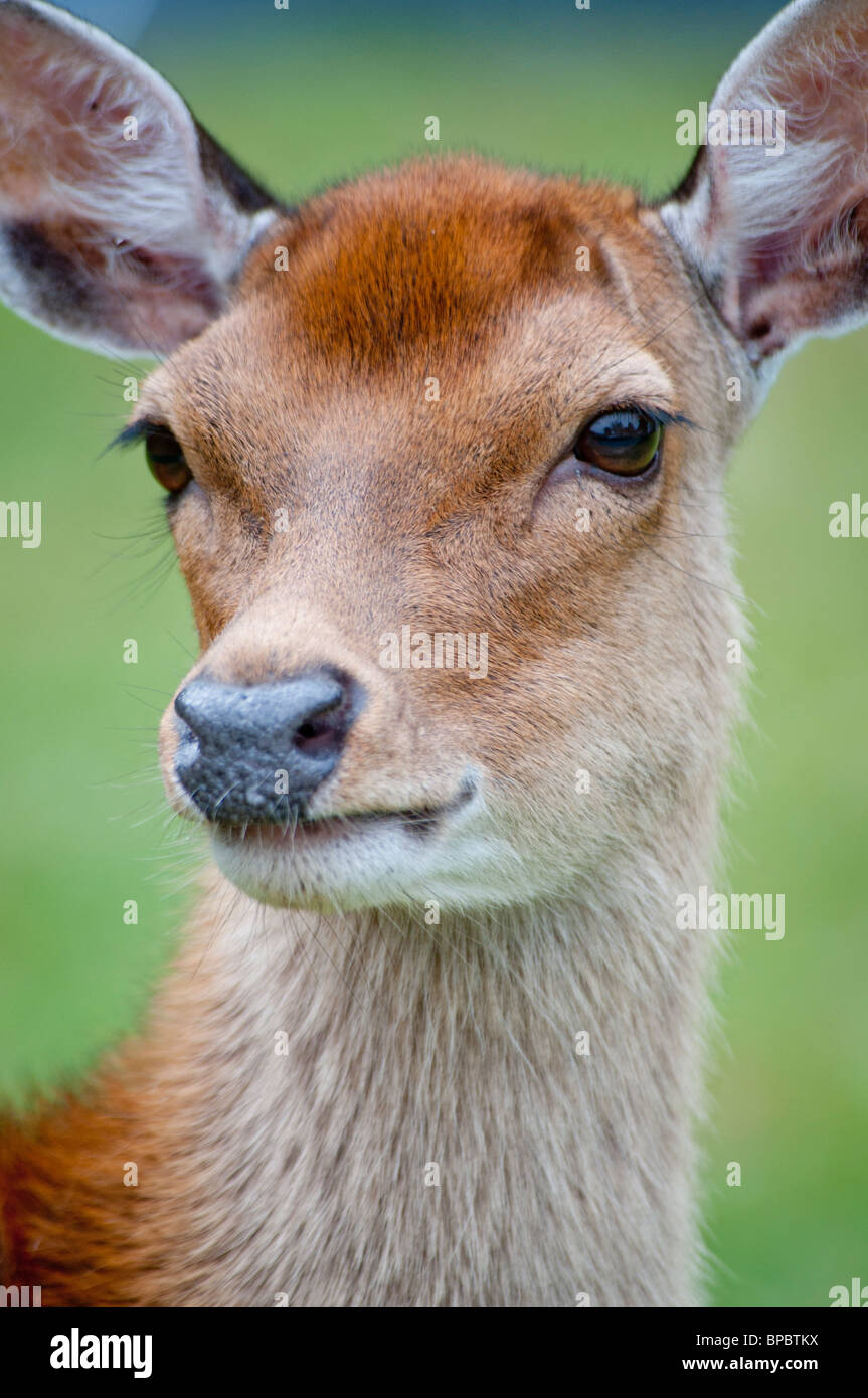 Study of a fallow deer Stock Photo - Alamy