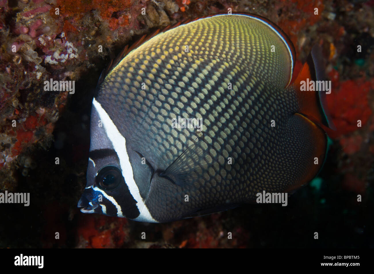 A white collar butterflyfish, Pulau Weh, Sumatra, Indonesia Stock Photo ...