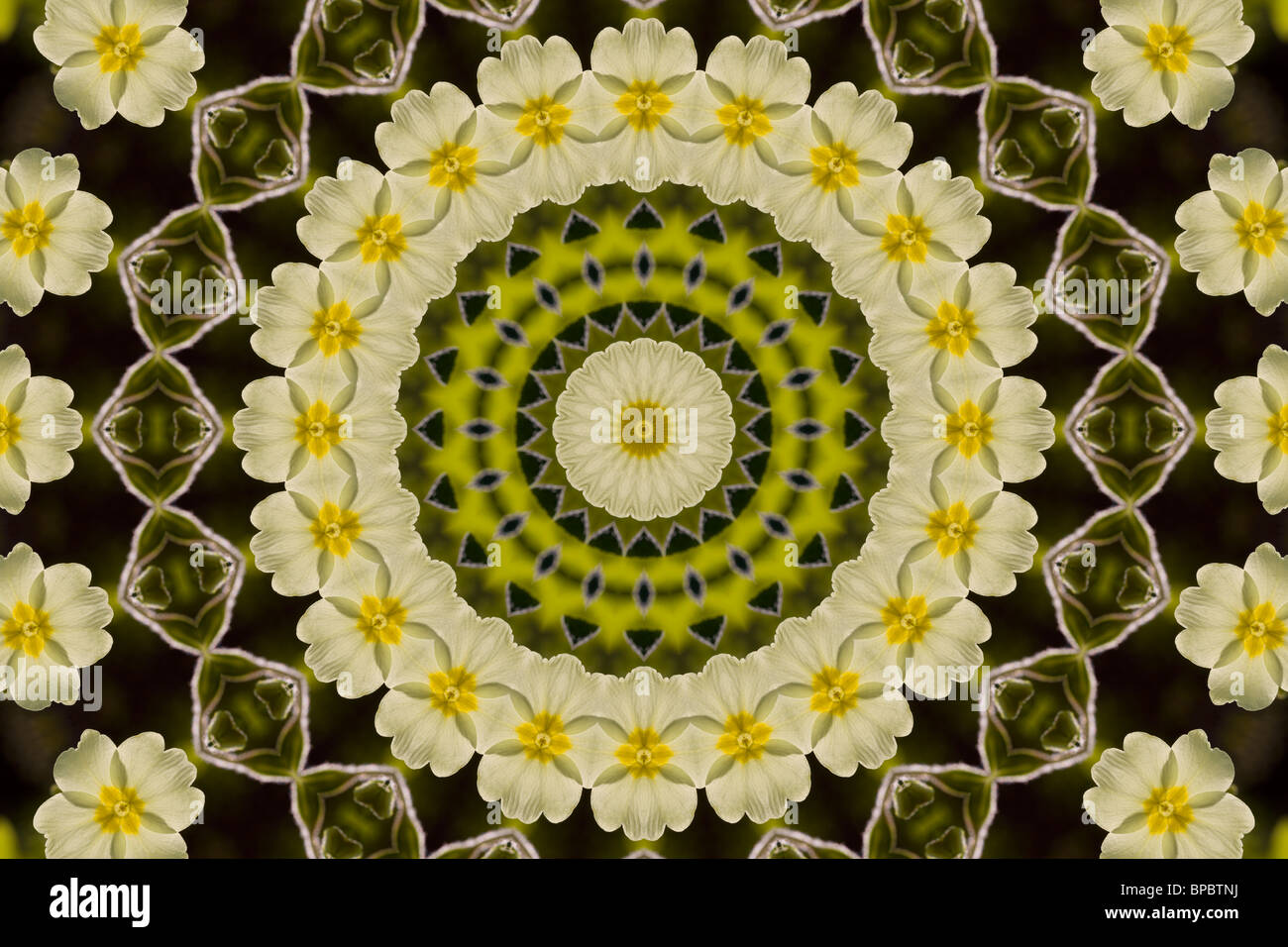Primrose pattern flower design hi-res stock photography and images - Alamy