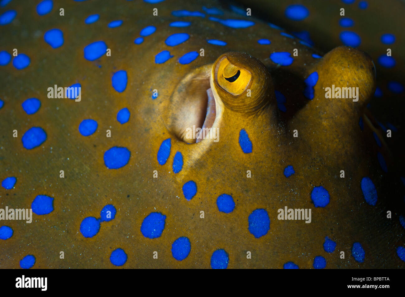 Spotted blue stingray hi-res stock photography and images - Alamy