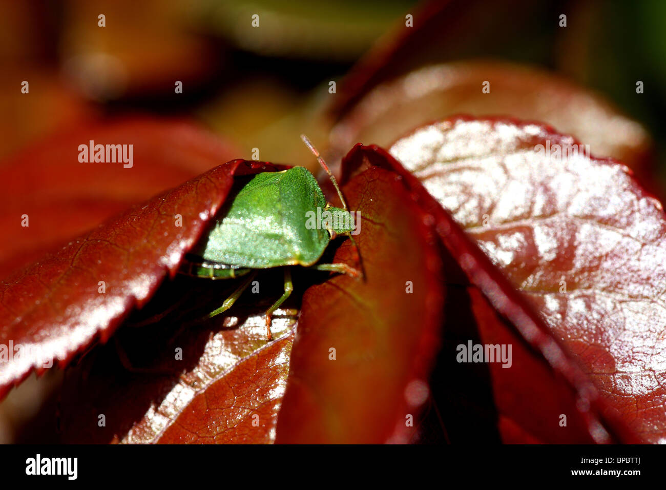 Red shield bug hi-res stock photography and images - Alamy
