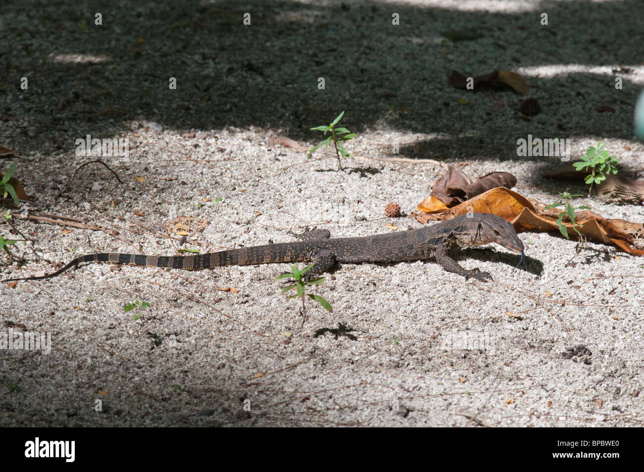 Water monitor, (Varanus salvator Stock Photo - Alamy