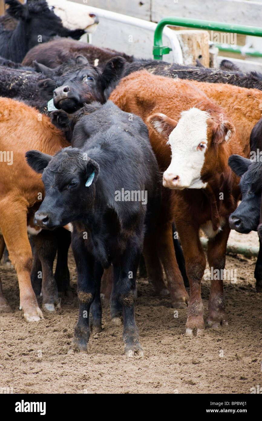 Roping calves hi-res stock photography and images - Alamy