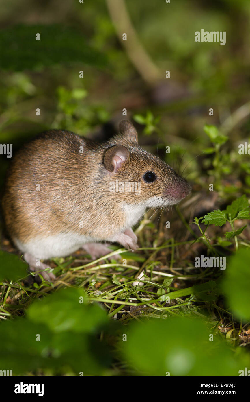 The wild field mouse (Apodemus agrarius) in city park Stock Photo - Alamy