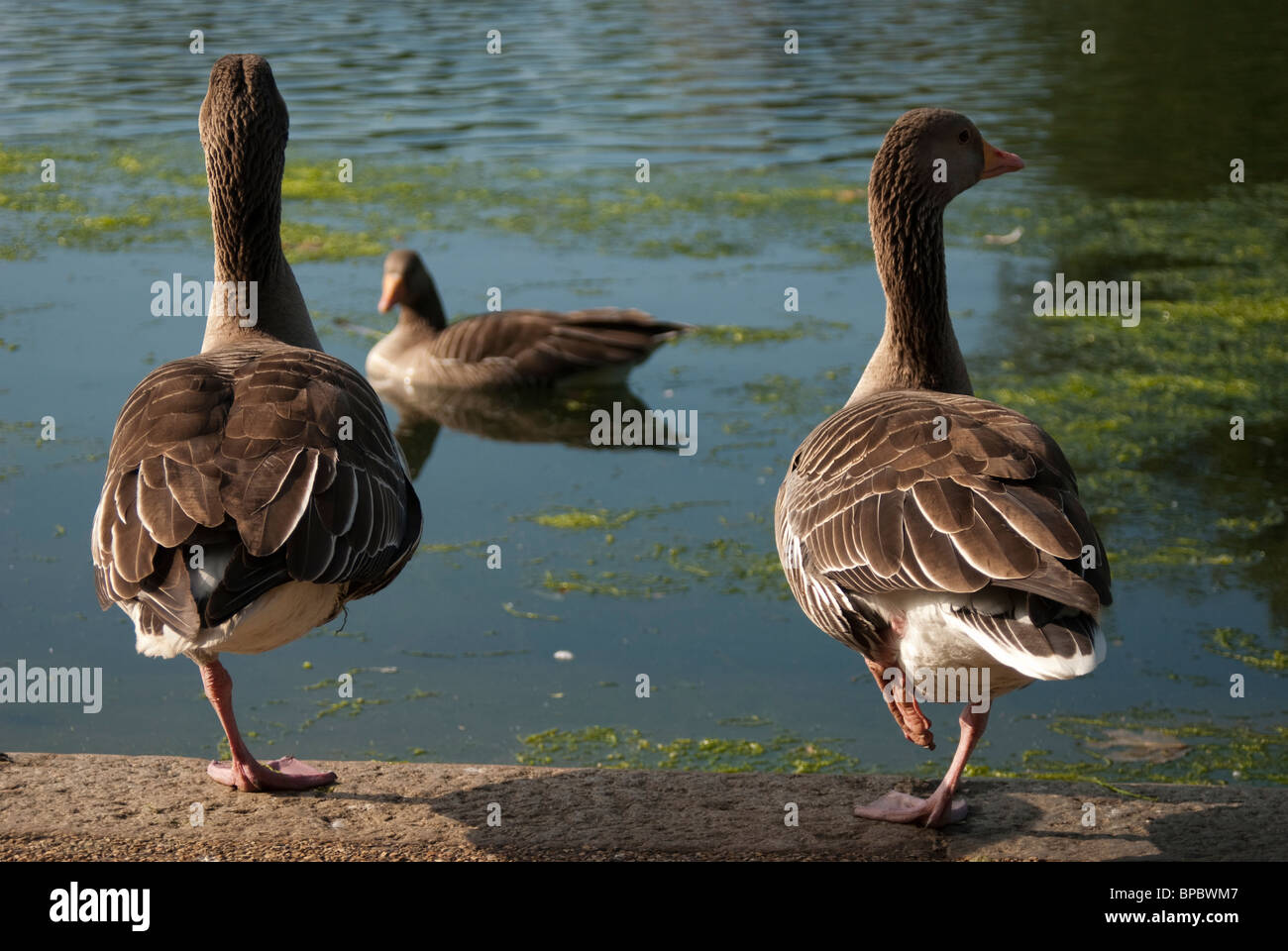 Discussion animals hi-res stock photography and images - Alamy