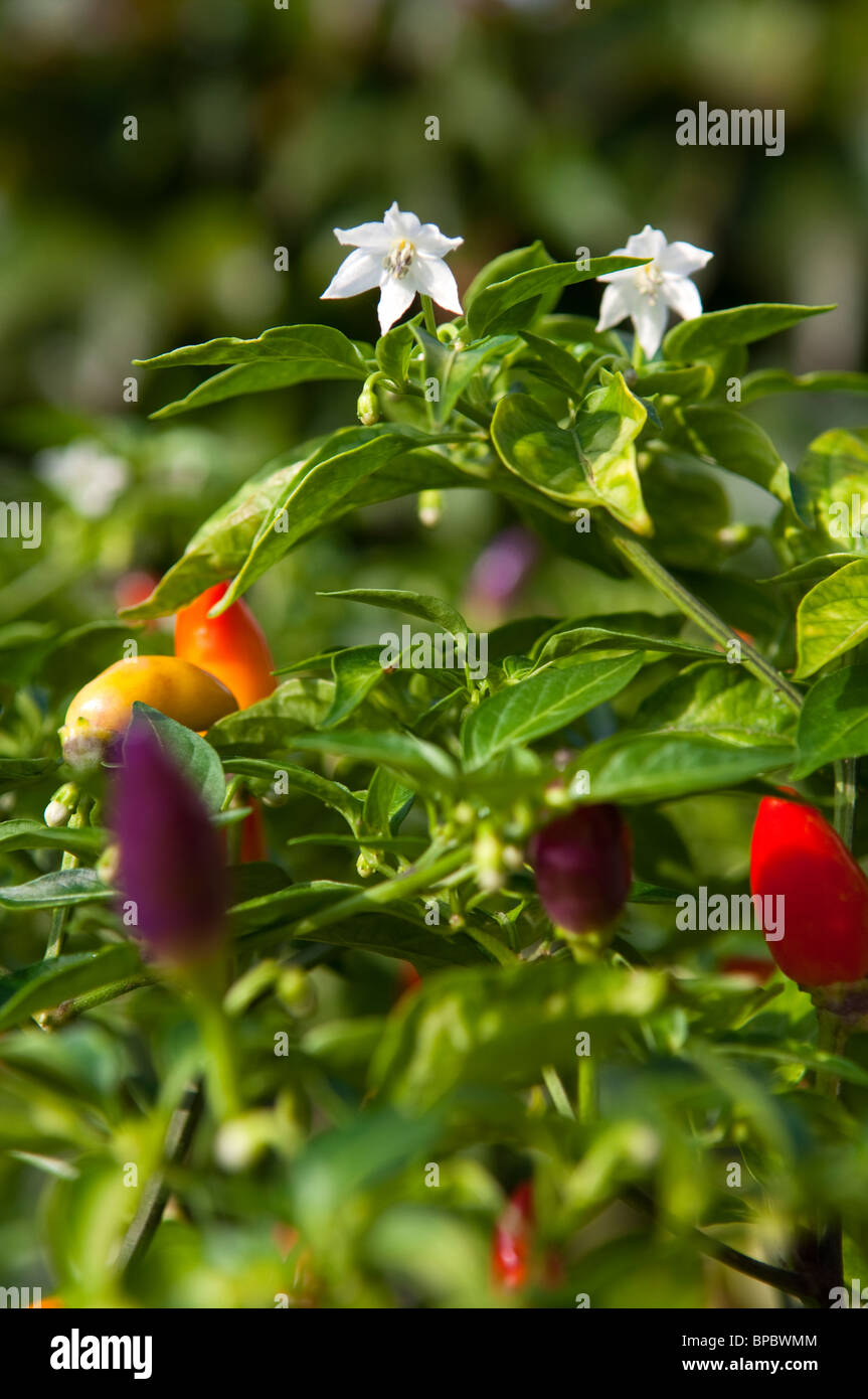 Chilii (Capsicum) plants showing young fruit and flowers Stock Photo ...