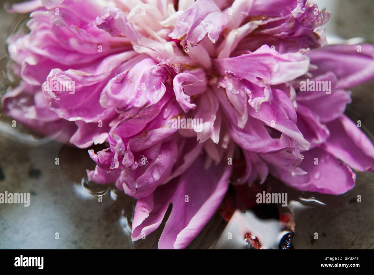 Closeup of pink peony in water Stock Photo - Alamy