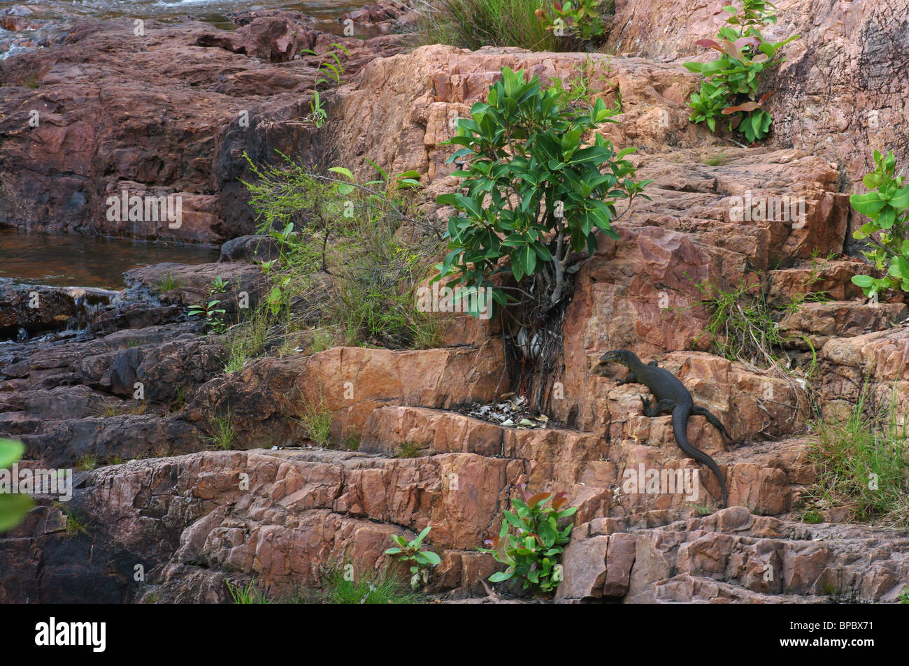 A Merten's Water Monitor lizard (Varanus mertensi) basking on rocks at ...