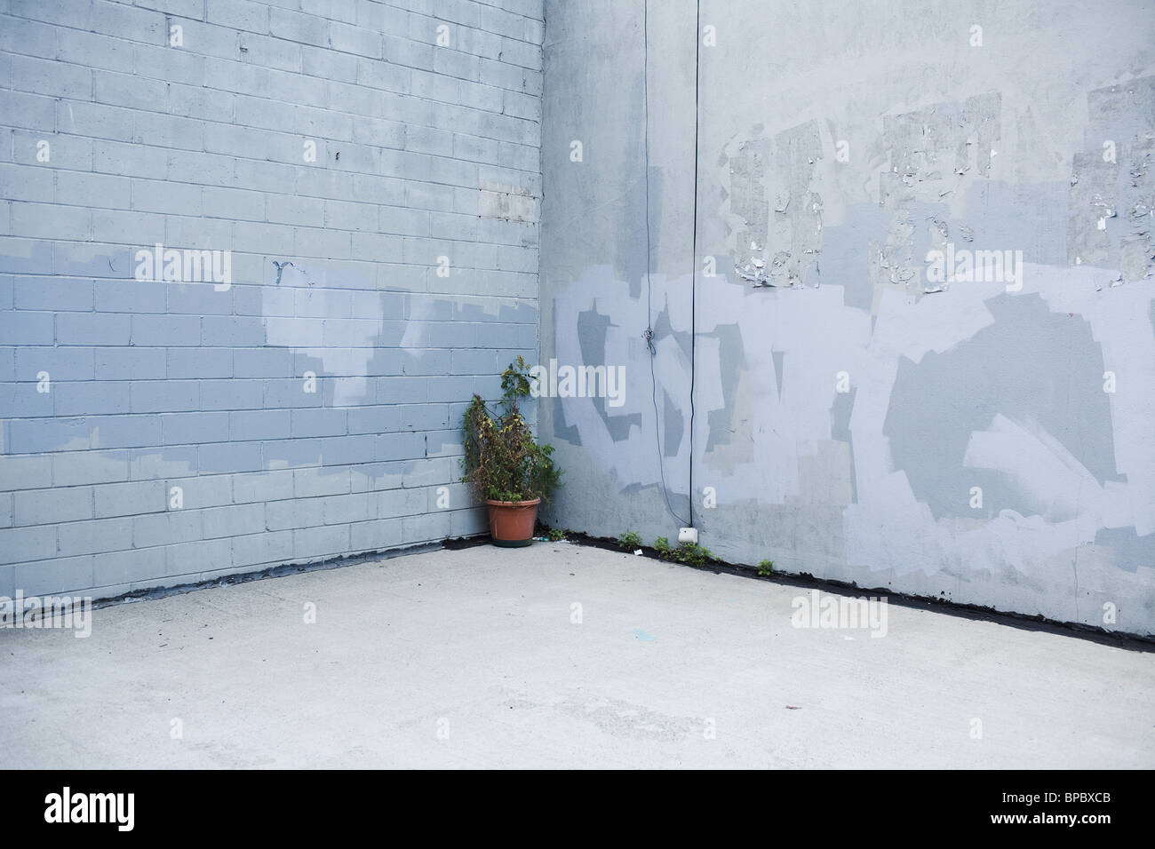 Lonely potted plant in an urban courtyard / corner with graffiti on the ...