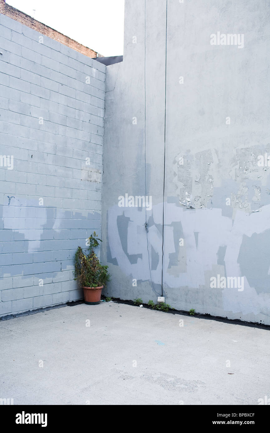 Lonely potted plant in an urban courtyard / corner with graffiti on the ...