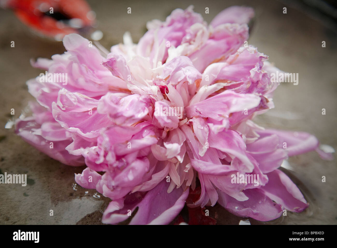 Closeup of petals of a pink peony in water Stock Photo - Alamy