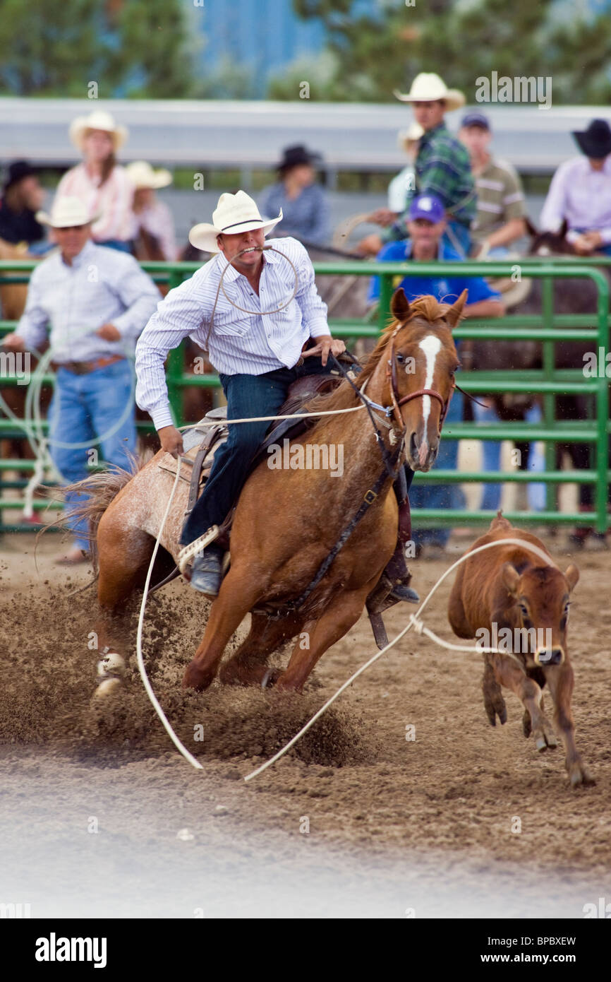 Cowboy on horseback competes in the tie-down roping event, Chaffee ...