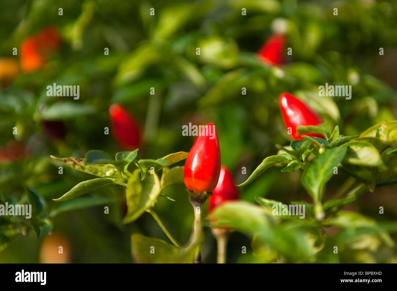 Chilii (Capsicum) plants showing young fruit Stock Photo - Alamy