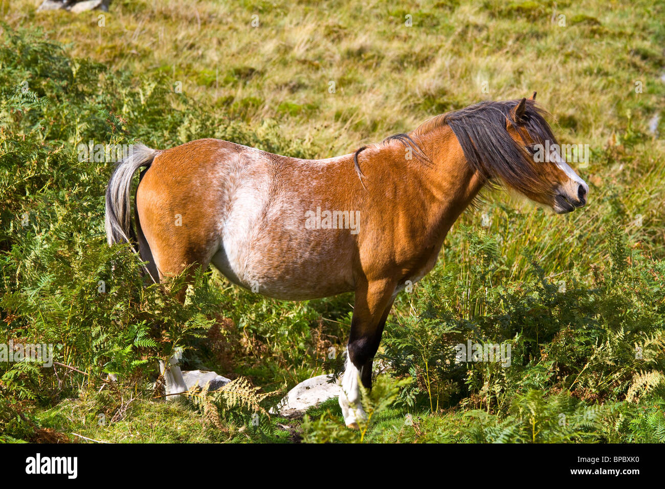 Chestnut roan pony cob trotting on brecon moors Stock Photo - Alamy