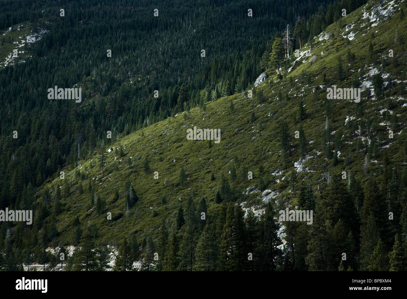 Pine forest in the Sierra Nevada Mountains Stock Photo - Alamy