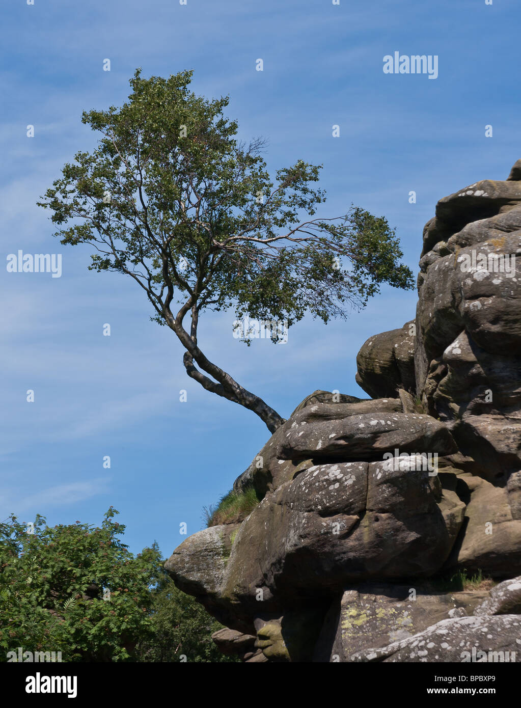 Lone Tree at Brimham Rocks Stock Photo - Alamy