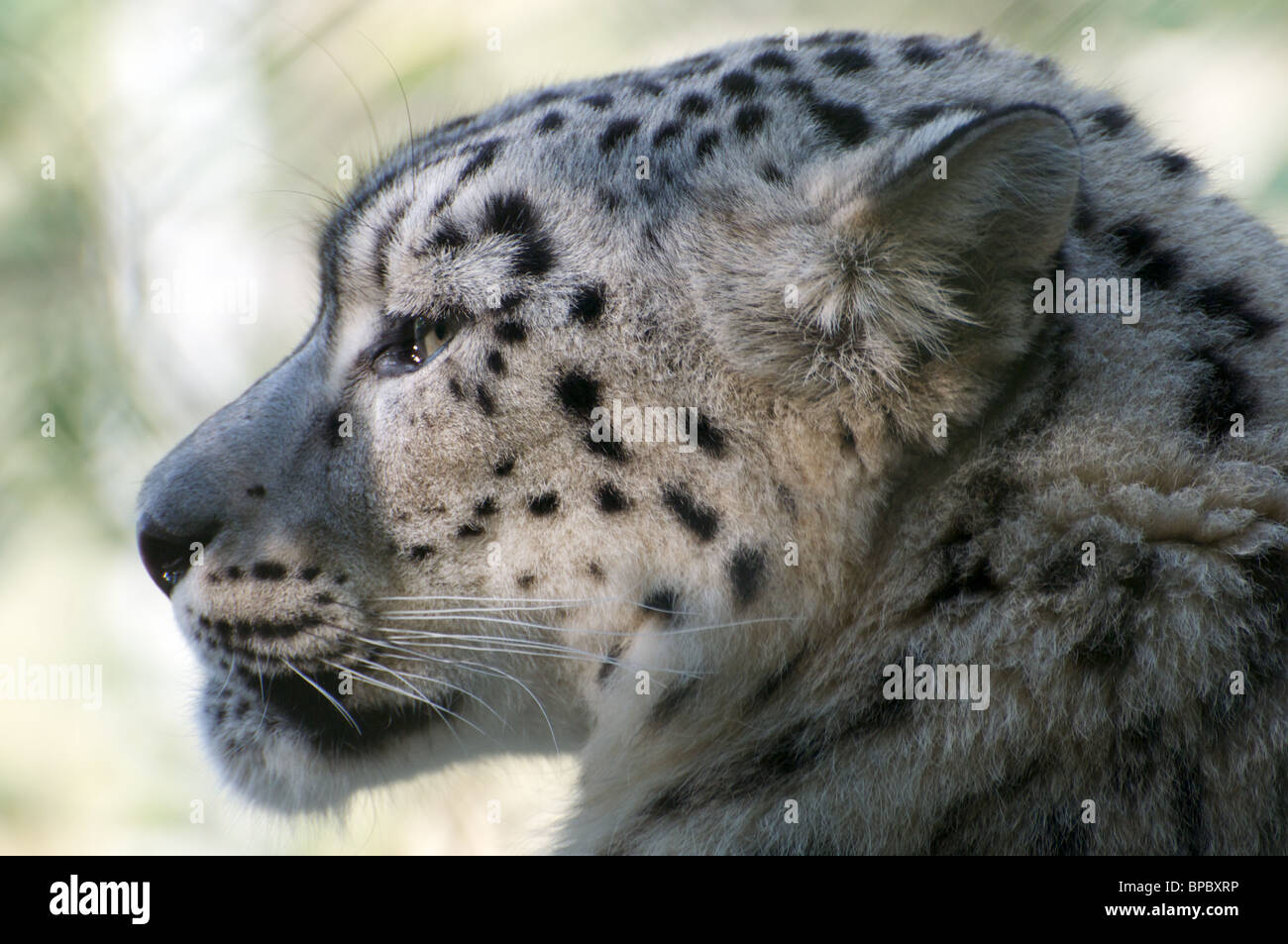 Female snow leopard (profile Stock Photo - Alamy