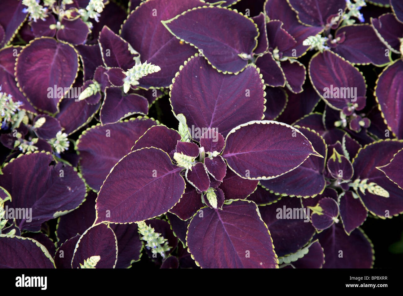 Purple Coleus leaves the Bishops Palace Gardens Chichester, West Sussex ...