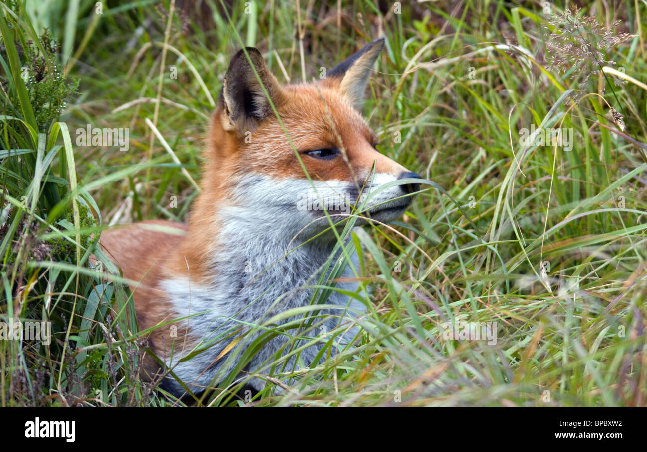 Mammals of ireland hi-res stock photography and images - Alamy