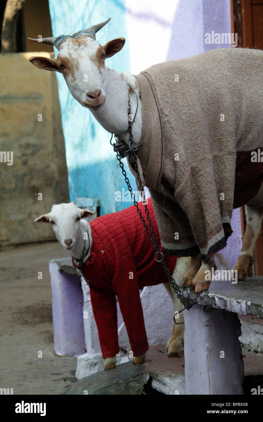 India rajasthan goat hi-res stock photography and images - Alamy