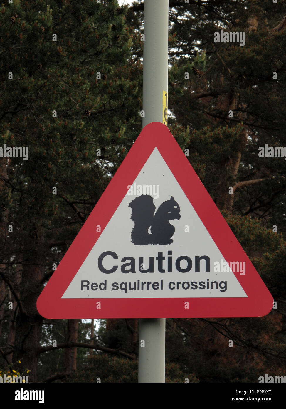 Squirrel road sign hi-res stock photography and images - Alamy